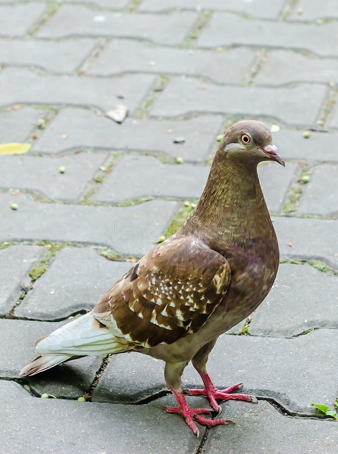 Colored Pigeon with Red Eye Stock Photo - Image of nature, spanish ...