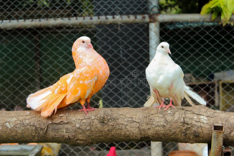 Colored pigeons stock image. Image of pigeon, pigeons - 54007093