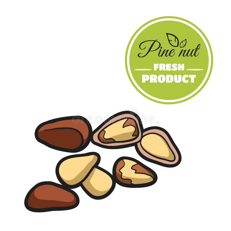 Colored Pine Nuts on White stock vector. Illustration of vegan - 111790391