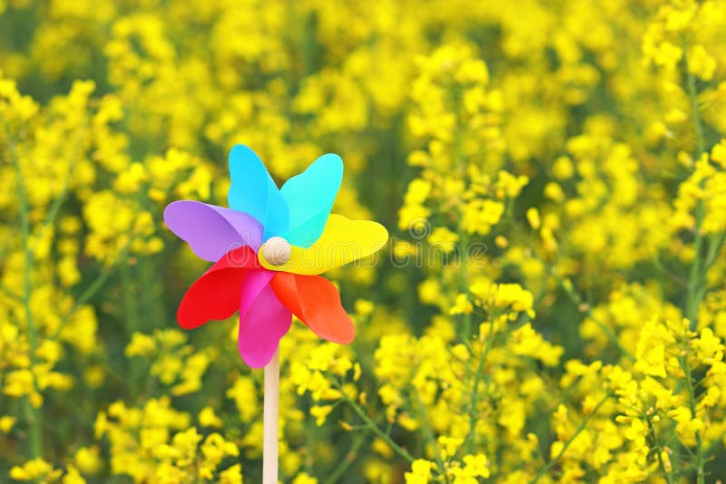 Colored Pinwheel Toy in Yellow Blooming Field Stock Photo - Image of ...