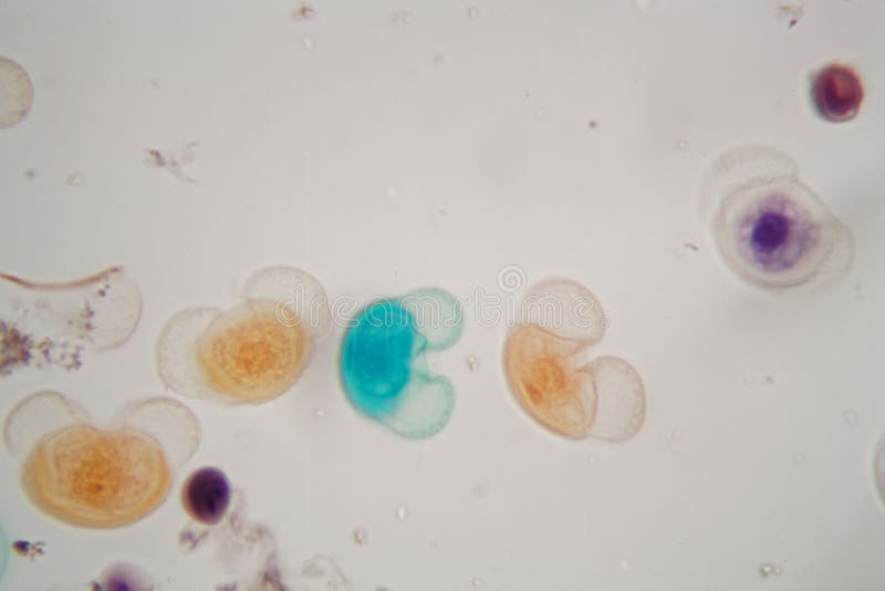 Pollen Light Microscope