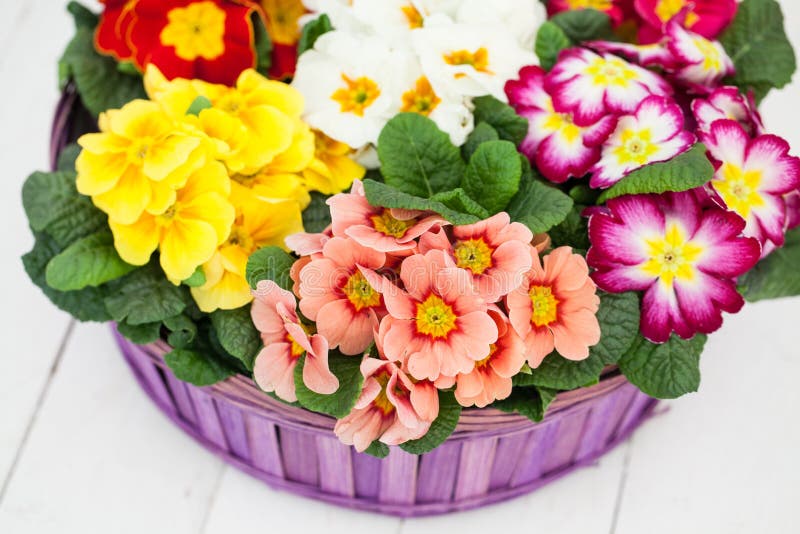 Colored Primula stock photo. Image of head, potted, garden - 38535316