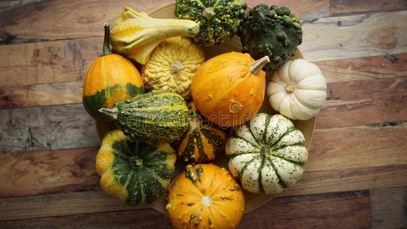 Colored Pumpkins in Different Varieties and Kinds Placed on the Wooden ...