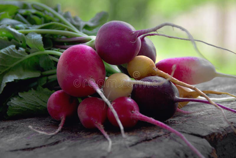 Colored radishes stock photo. Image of bunch, colored - 50976222