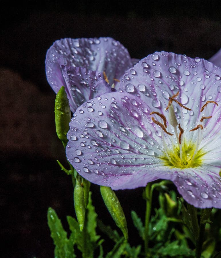 Colored rain stock photo. Image of water, rain, shade - 54092392