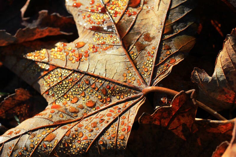 Colored raindrops stock image. Image of kafrac14, brown - 47641711