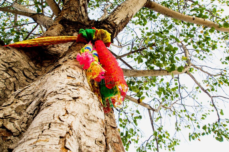 The Colored Ribbons at the Holy Bodhi Tree Stock Image - Image of ...