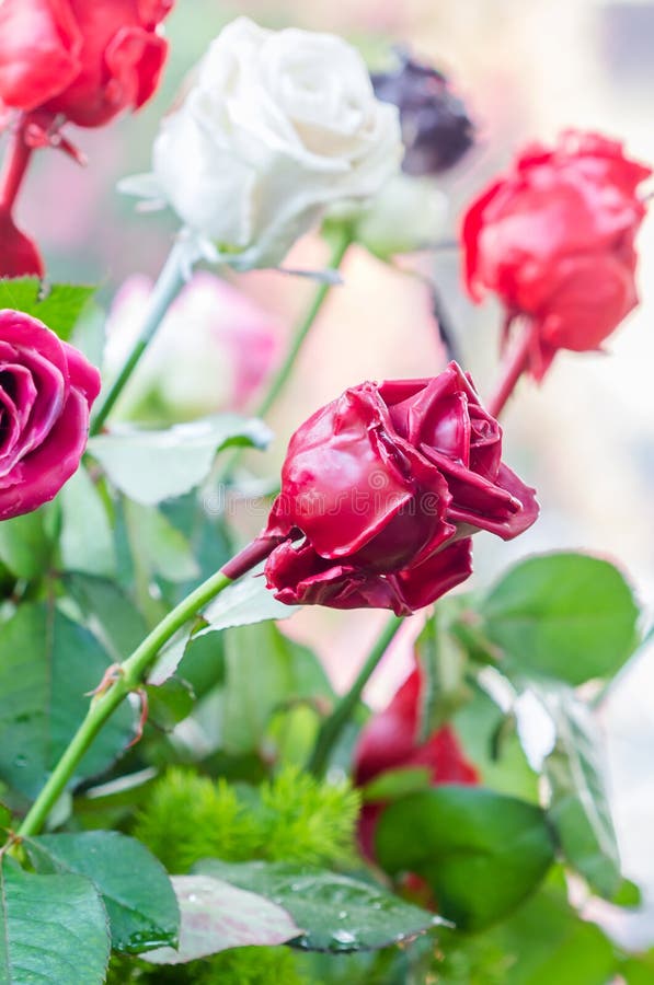 Colored Roses with Chocolate and Sweets Stock Image - Image of bunch ...