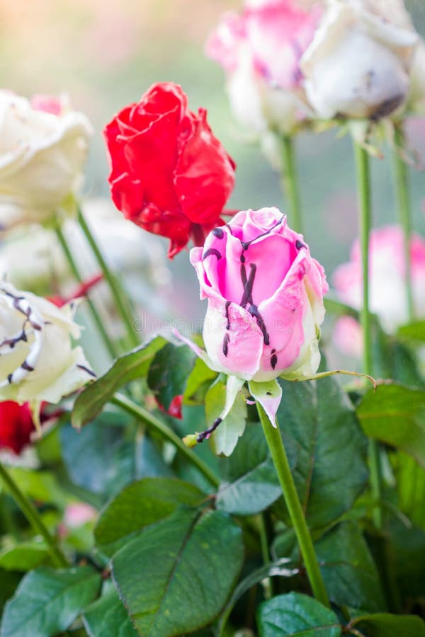 Colored Roses with Chocolate and Sweets Stock Image - Image of festive ...