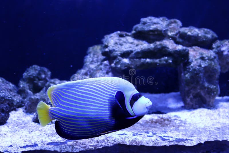 Colored Saltfish in an Illuminated Aquarium Stock Image - Image of ...