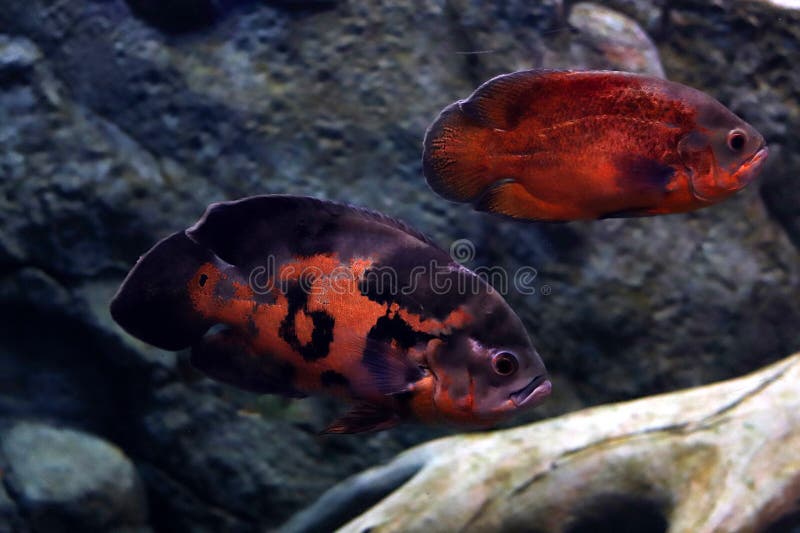 Colored Saltfish in an Illuminated Aquarium Stock Photo - Image of ...