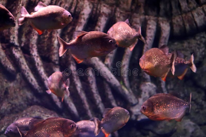 Colored Saltfish in an Illuminated Aquarium Stock Image - Image of ...