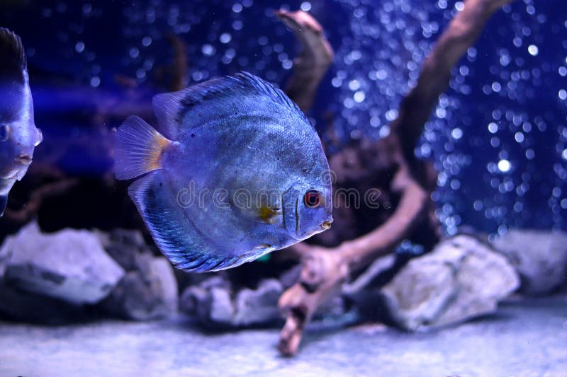 Colored Saltfish in an Illuminated Aquarium Stock Photo - Image of ...