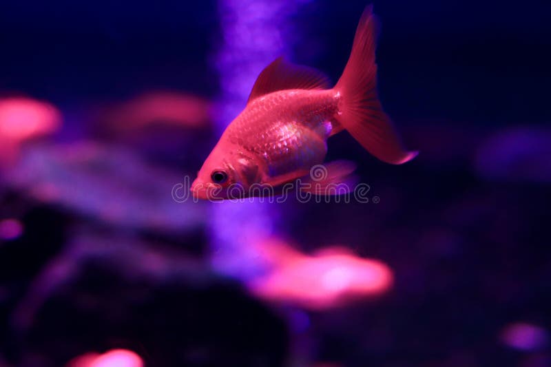 Colored Saltfish in an Illuminated Aquarium Stock Photo - Image of ...