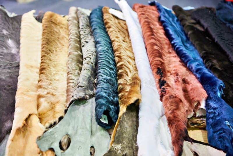 Colored Samples of Natural Fur in Store Stock Image - Image of ...