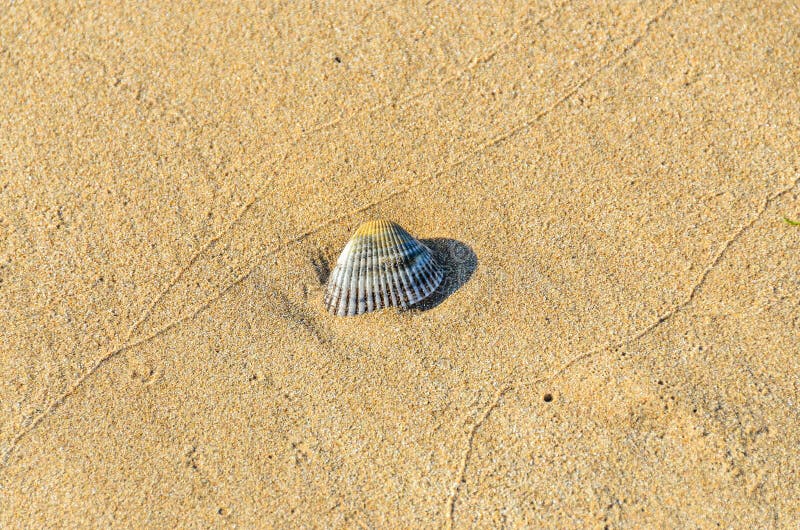 Colored Sea Shell Standing in the Golden Beach Sand, Close Up Stock ...