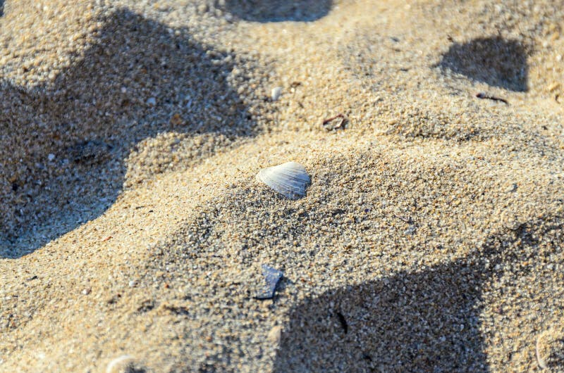 Colored Sea Shell Standing in the Golden Beach Sand, Close Up Stock ...