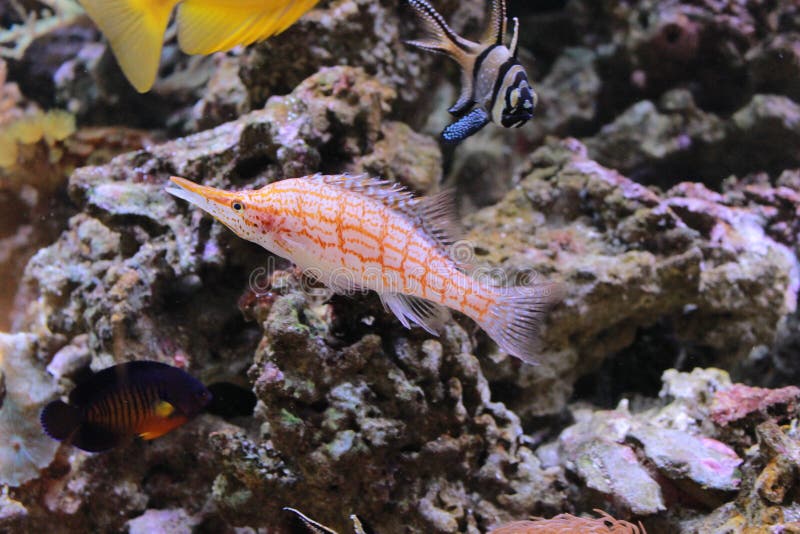 Colored seabed fish stock image. Image of wildlife, aquatic - 93202595