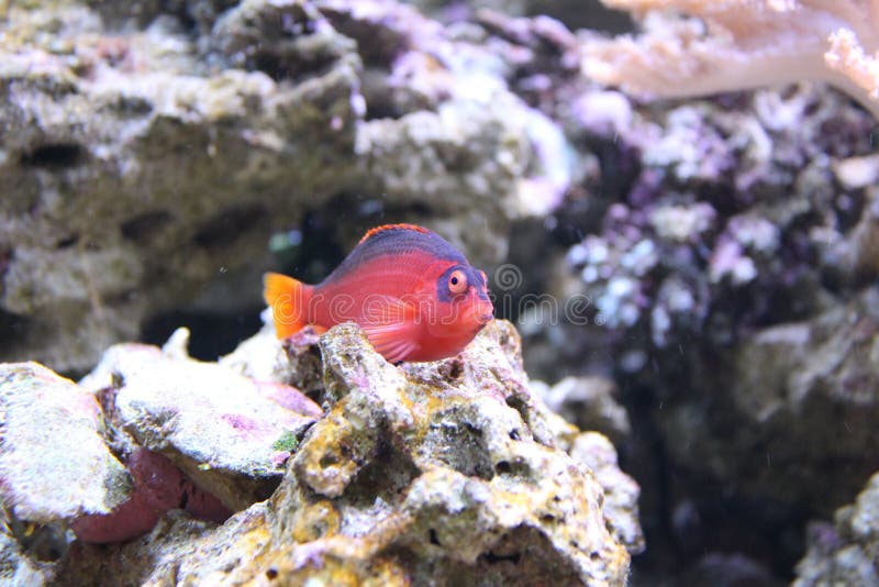 Colored seabed fish stock image. Image of wildlife, aquatic - 93202595