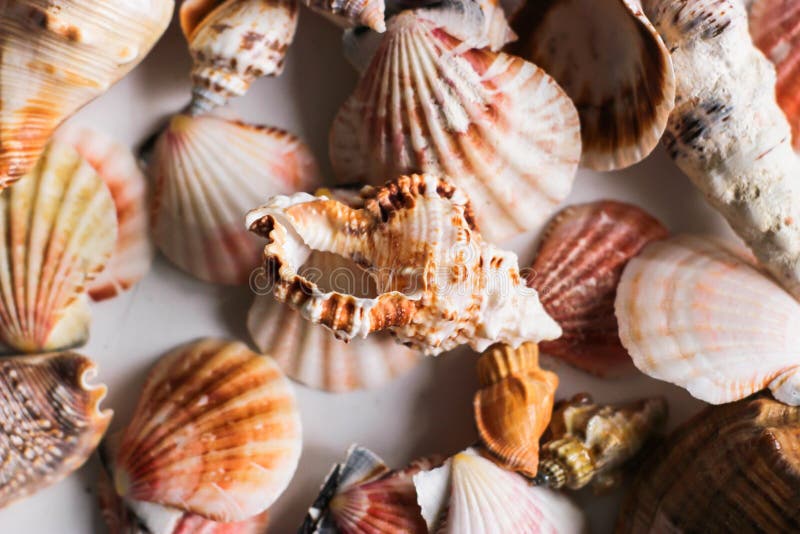 Colored sea shells stock photo. Image of sunny, beach - 177809612
