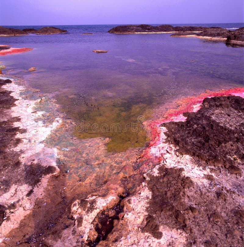Colored seaweed_3 stock photo. Image of marine, landscape - 88561326
