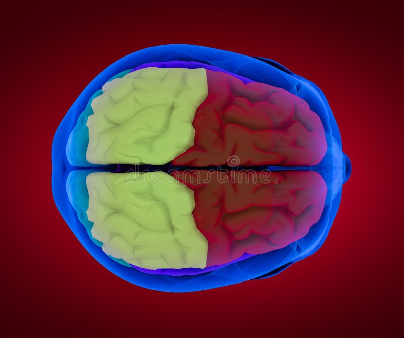 3D Rendering Illustration of Brain Stock Illustration - Illustration of ...