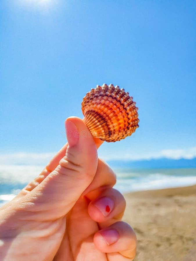 Colored Shell in the Girl S Hand on the Background of the Sea Stock ...