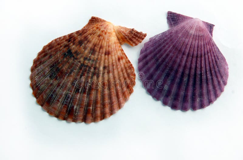 Colored Shells Picture. Image: 4853329