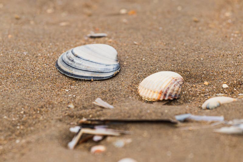 Colored Shells on the Beach Stock Photo - Image of insect, food: 221652820