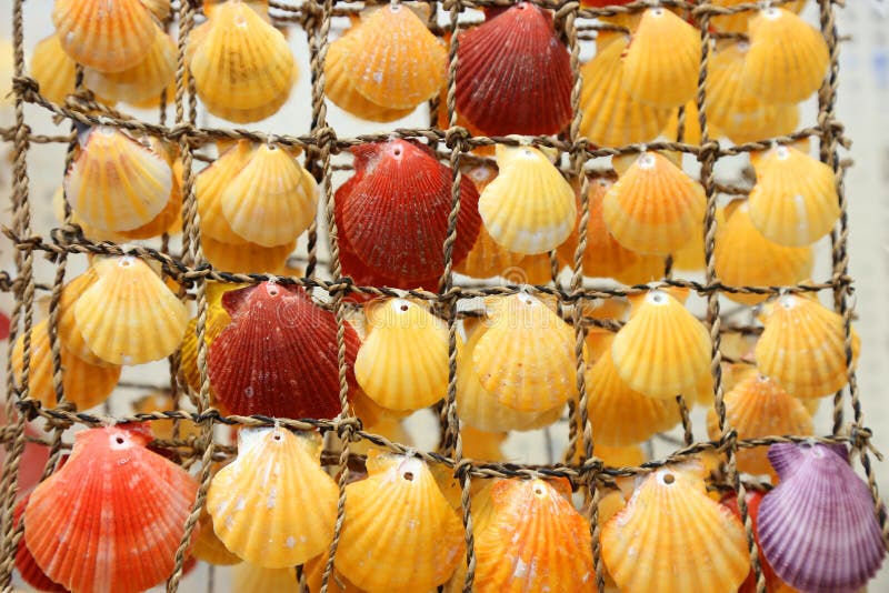 Colored shells stock photo. Image of summer, souvenir - 87372568