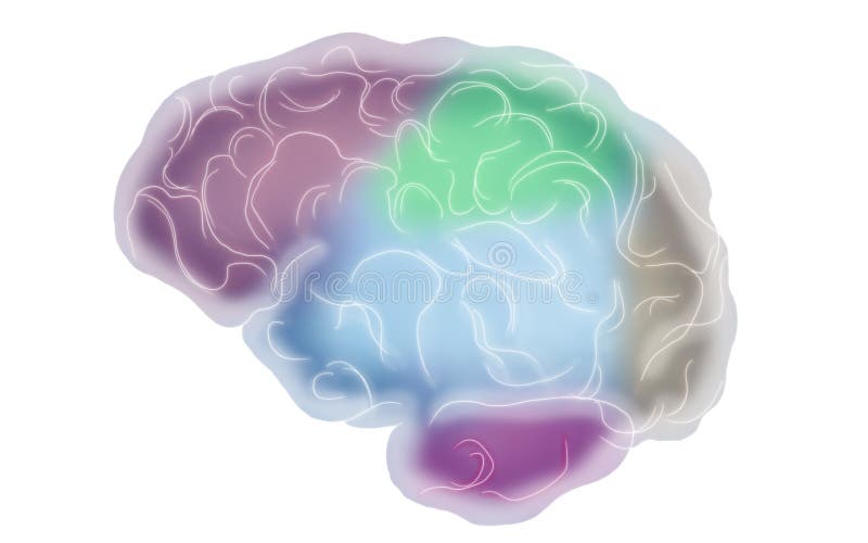 Human brain / side view stock illustration. Illustration of biology ...