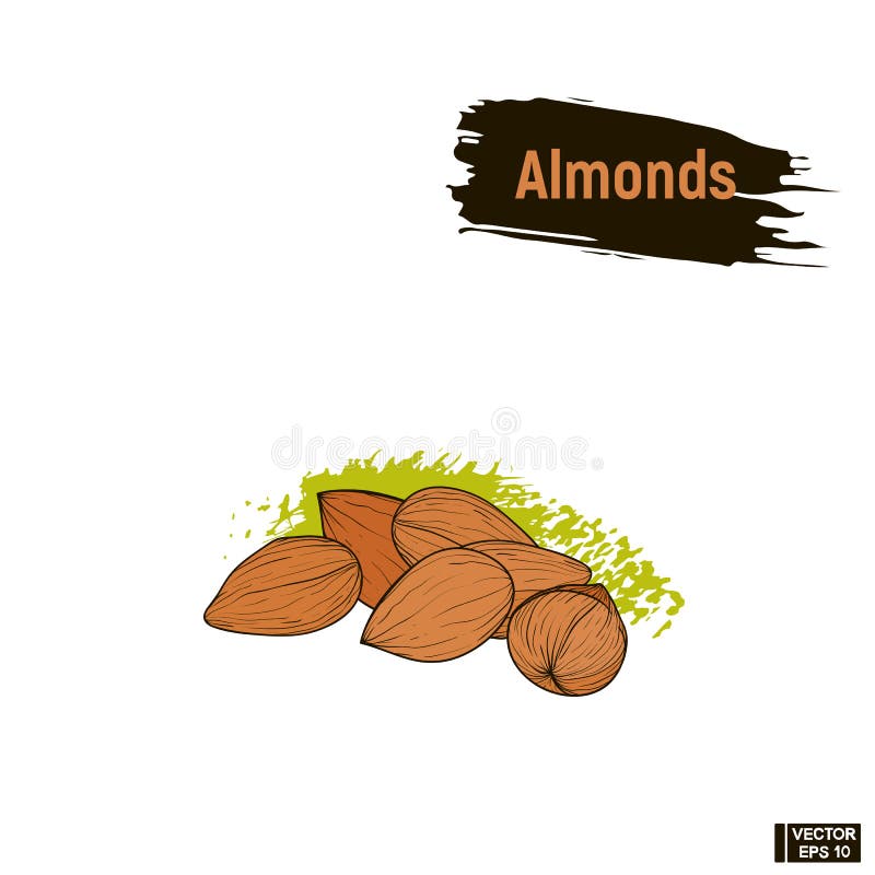 Colored sketch of almonds stock vector. Illustration of drawing - 177856865