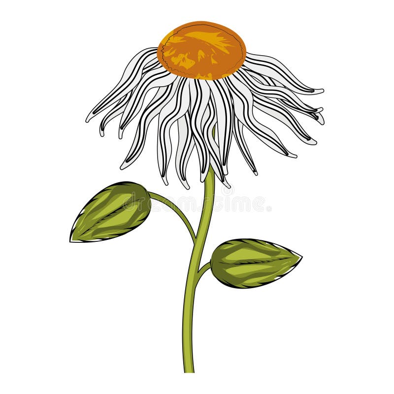 Colored Sketch of a Daisy Flower Spring Season Vector Stock ...
