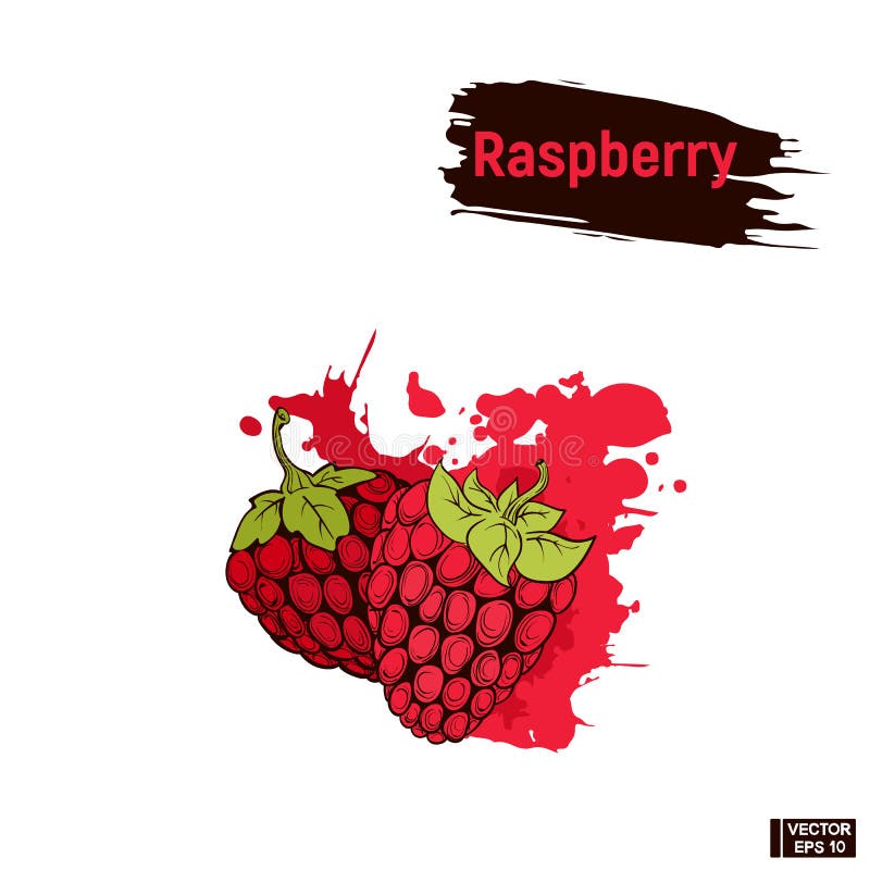 Colored Sketch Raspberry Hand Drawing Stock Vector - Illustration of ...