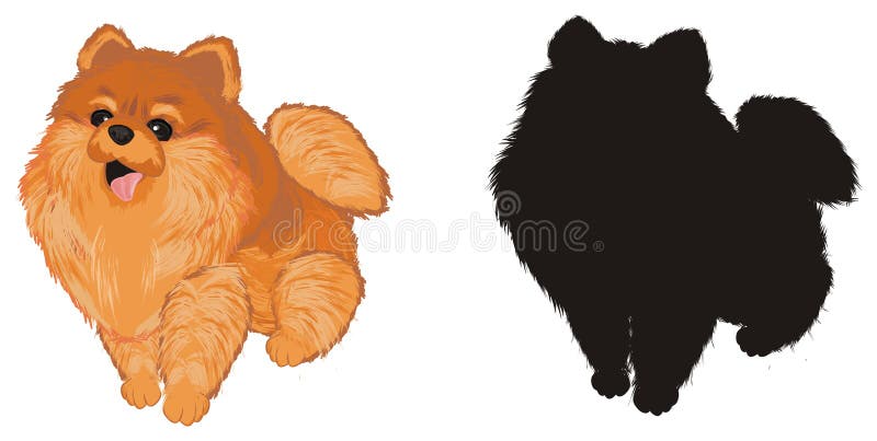 Wolf Spitz . a Portrait of a Purebred Male Keeshond German Wolfspitz ...