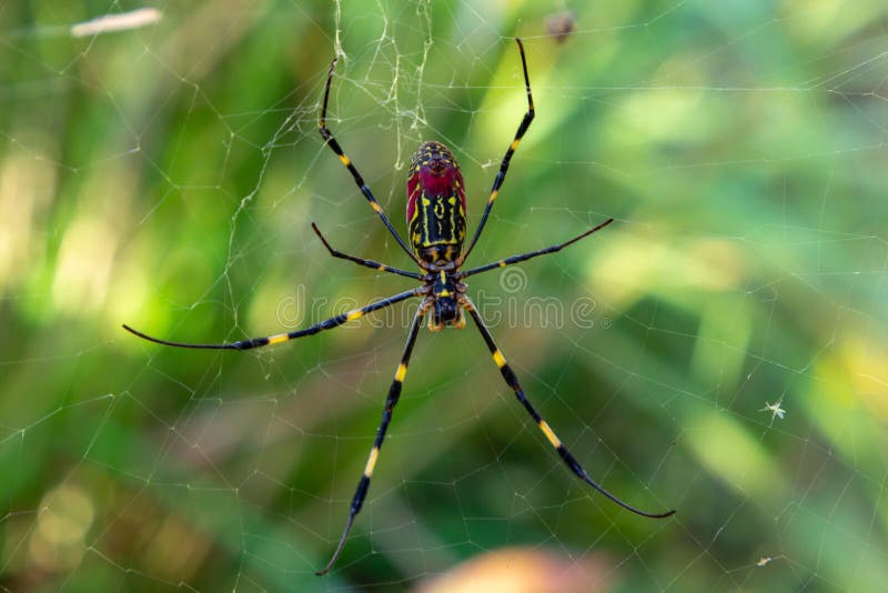 Colored Spider Next To the River Stock Image - Image of close, hairy ...