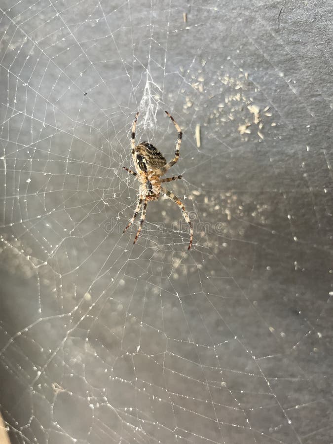 Colored spider with web stock photo. Image of invertebrate - 254305816