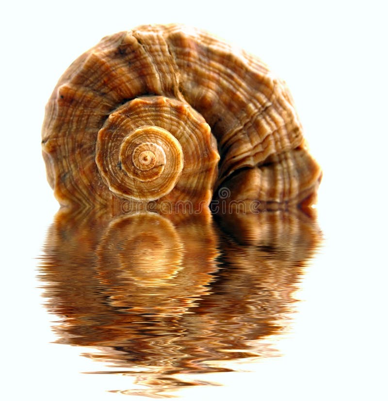 Colored spiral shell stock illustration. Illustration of mollusk - 6827677