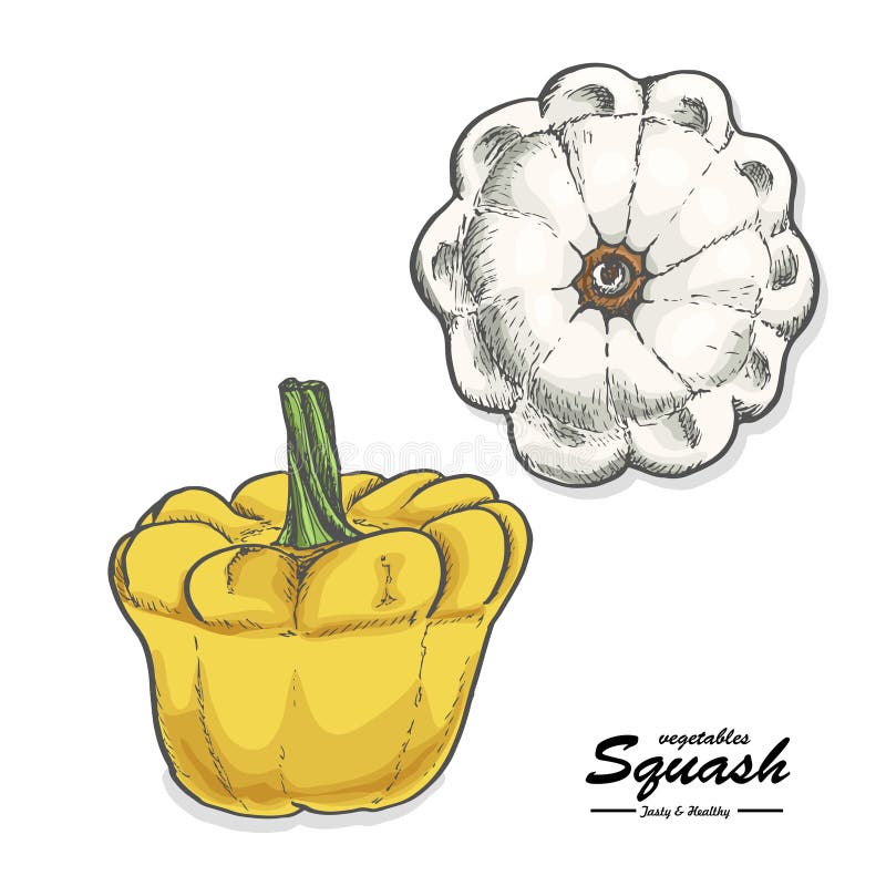 Sketch Squash Stock Illustrations – 2,803 Sketch Squash Stock ...