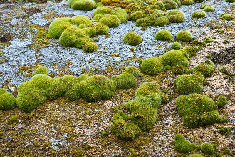 Colored Stone Blocks with Green Moss Stock Image - Image of colored ...