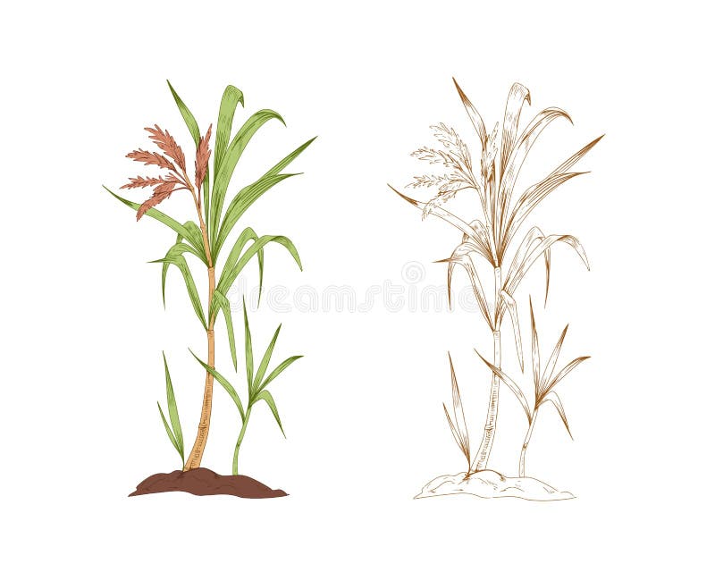 Colored Sugarcane Grass and Outlined Sketch of Sugar Cane. Couple of ...