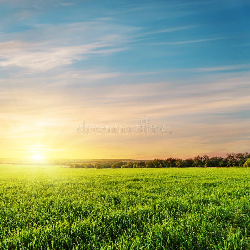 Colored Sunset Over Green Grass Stock Image - Image of environment ...