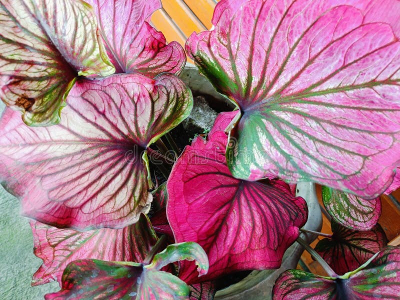 Colored Taro Leaf Ornamental Plant Stock Photo - Image of taro ...