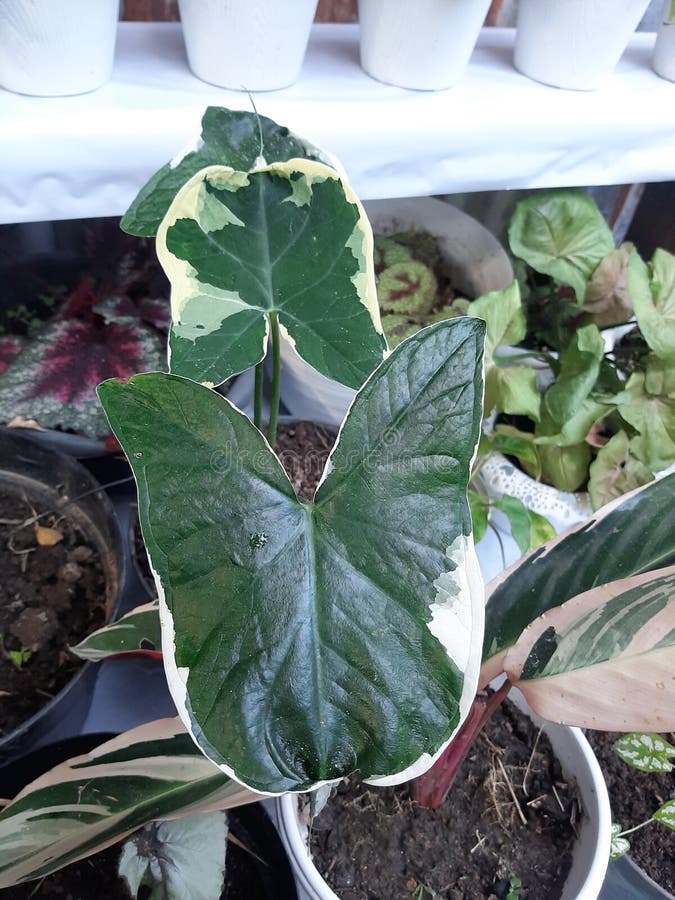 2 colored taro leaves stock image. Image of material - 307767539