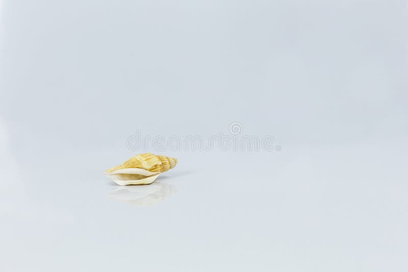 Sea Shells on White Background Stock Photo - Image of close, gastropod ...