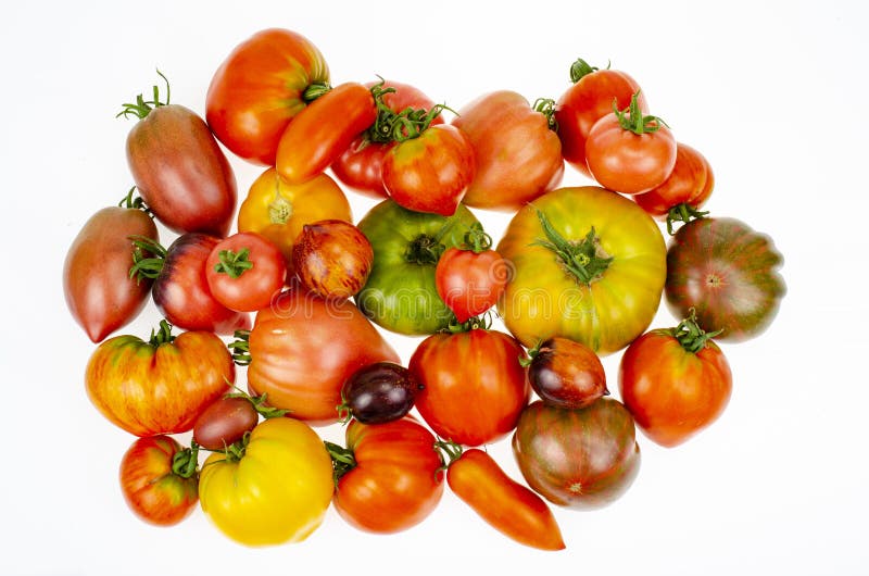 Colored Tomatoes of Different Varieties on White Background. Studio ...