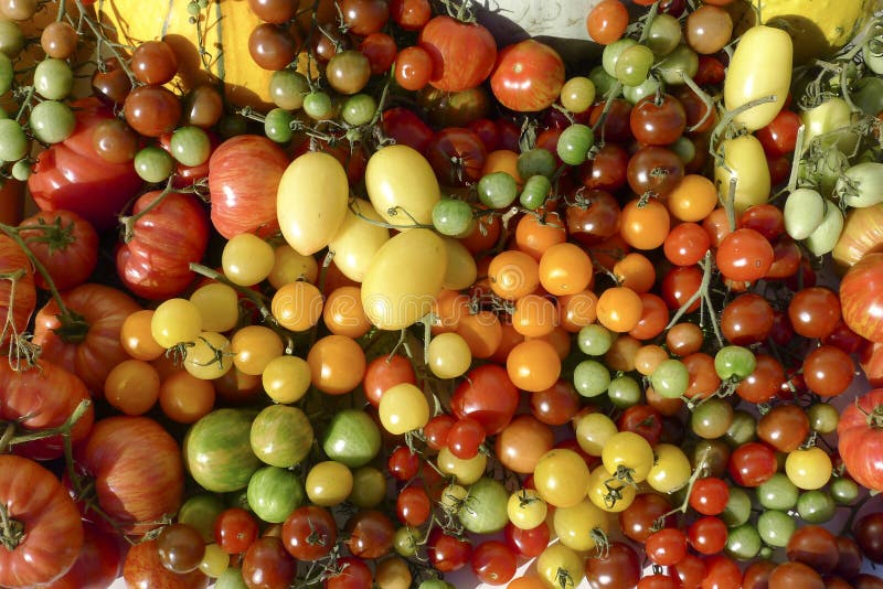 Colored tomatoes stock photo. Image of nature, tomato - 87504636