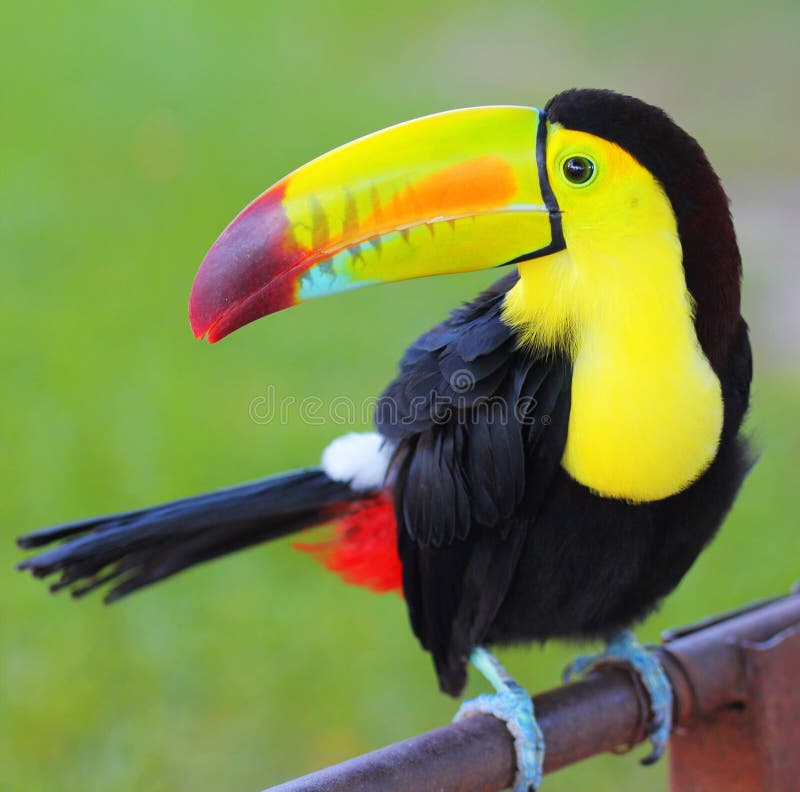 Colorful Toucans