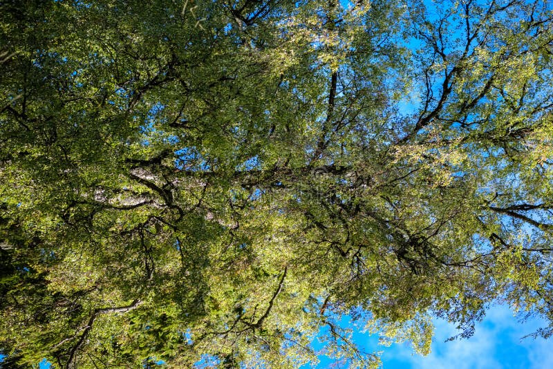 Colored Tree Leaves Lush Pattern in Forest with Branches and Sun Stock ...