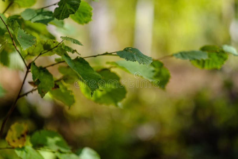Colored Tree Leaves Lush Pattern in Forest with Branches and Sun Stock ...